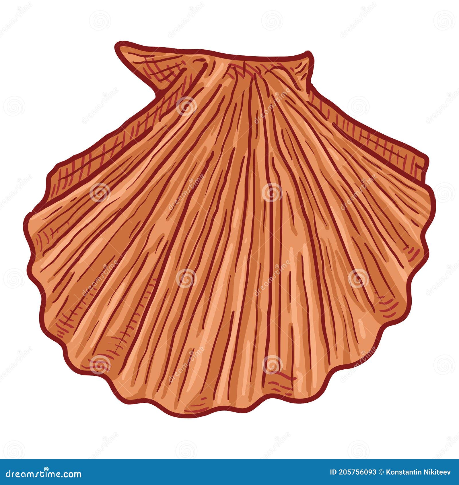 Vector Cartoon Seashell Isolated Illustration Stock Vector ...