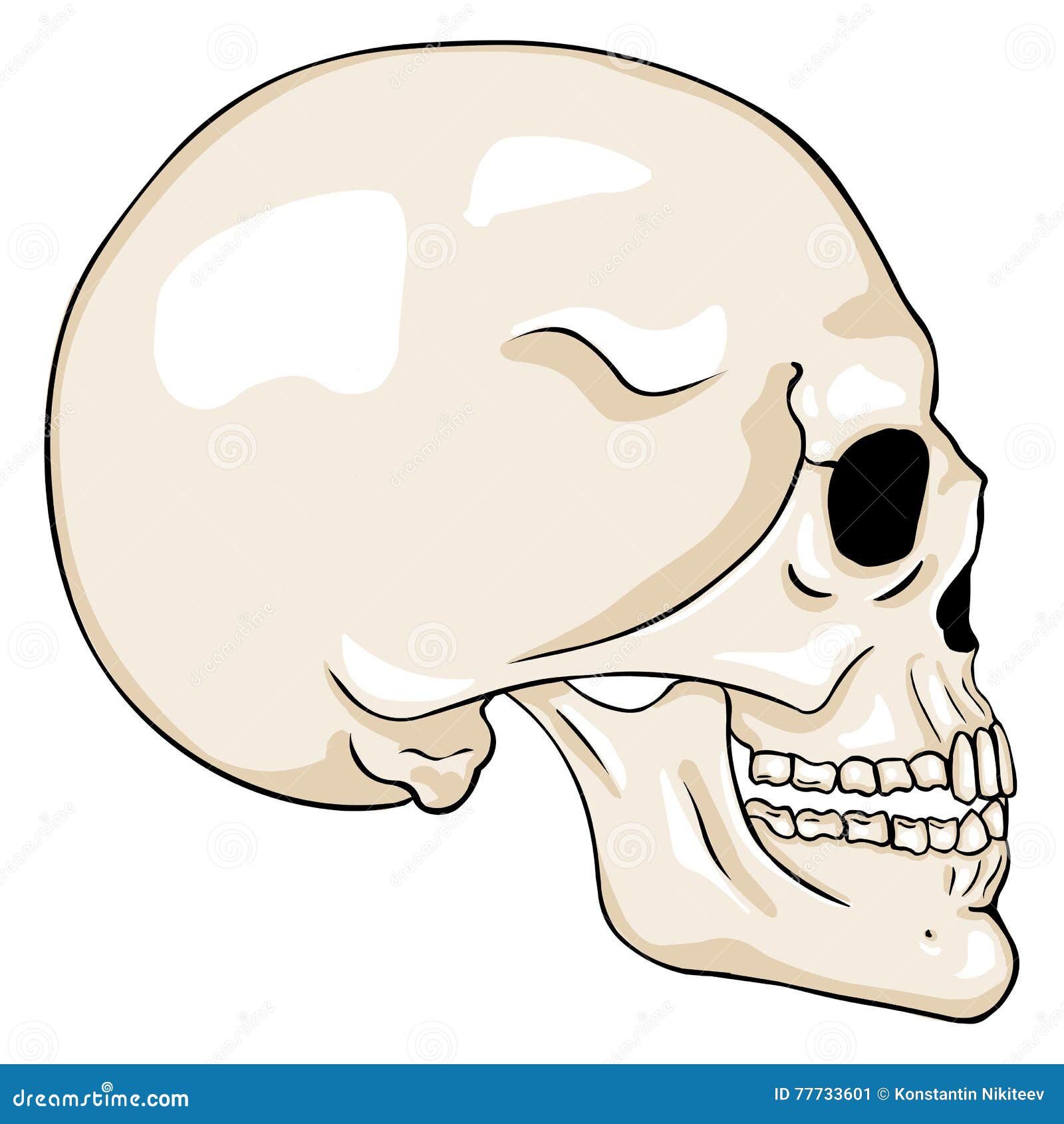 Vector Cartoon Side View Skull Stock Illustration - Illustration of ...