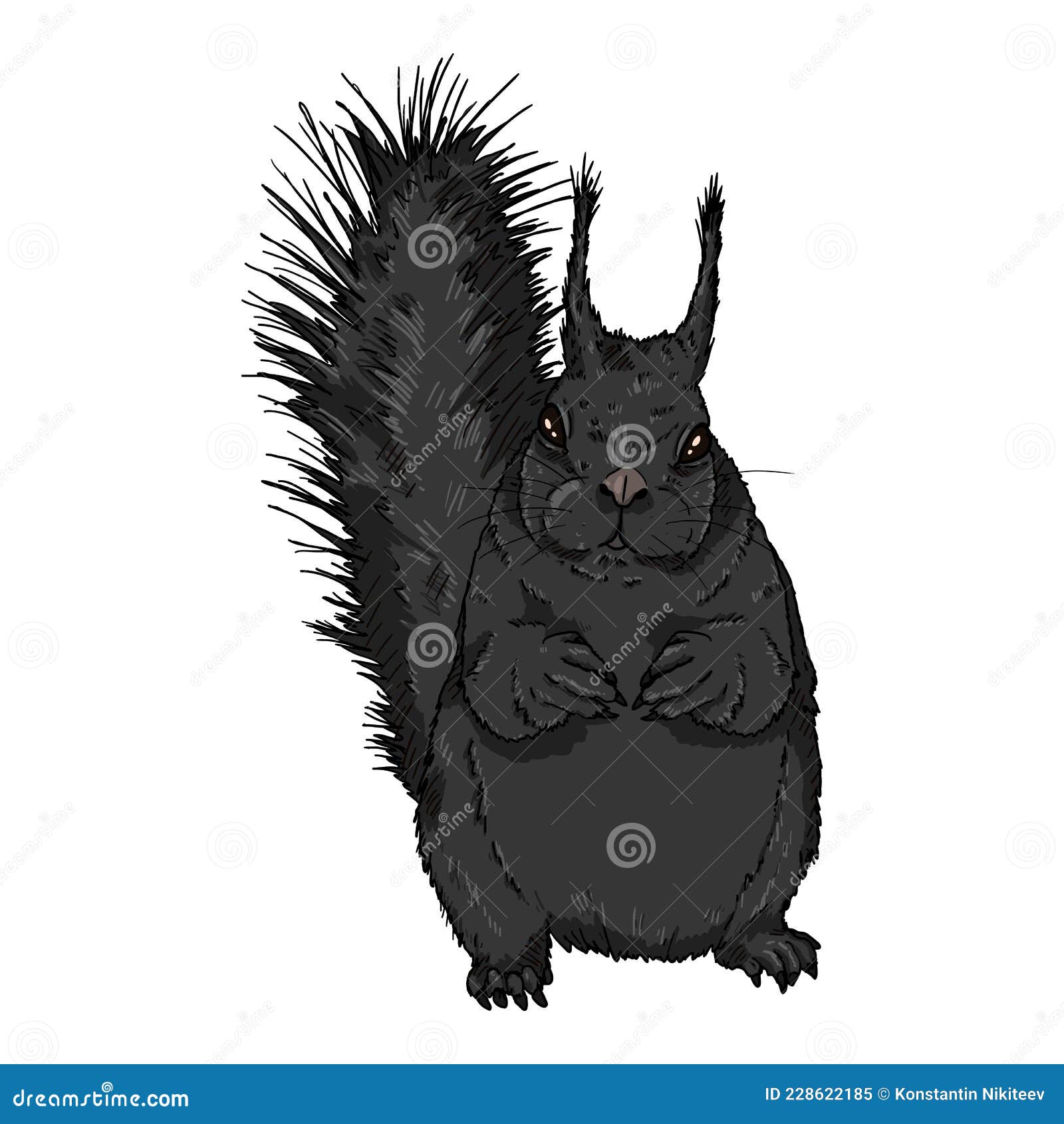 Red Squirrel, Front View Of Sciurus Vulgaris, Isolated On White ...