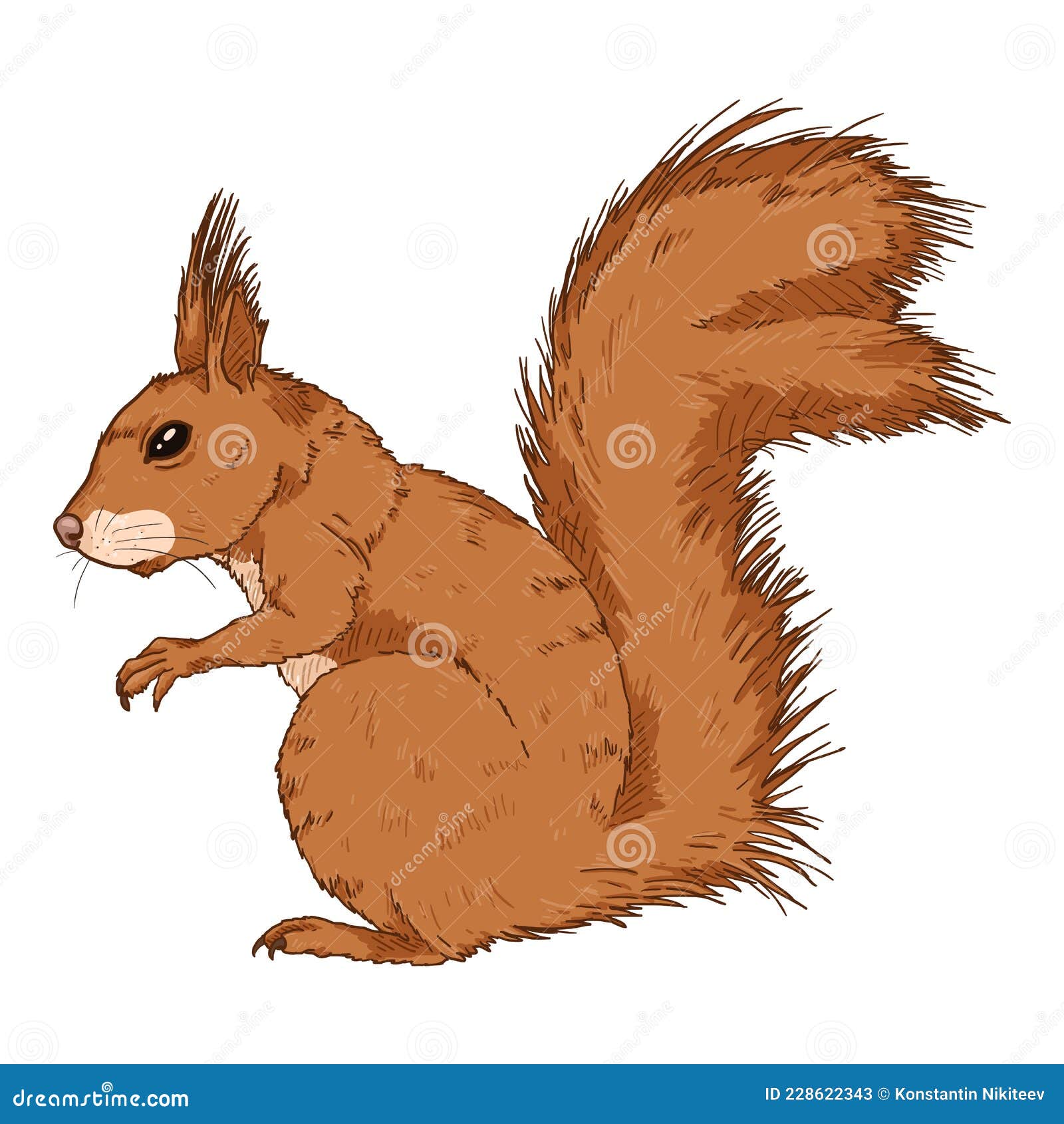 Vector Cartoon Squirrel Isolated Illustration Stock Vector ...