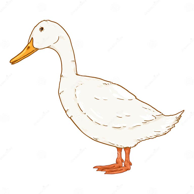 Vector Cartoon White Duck stock vector. Illustration of comics - 182679406