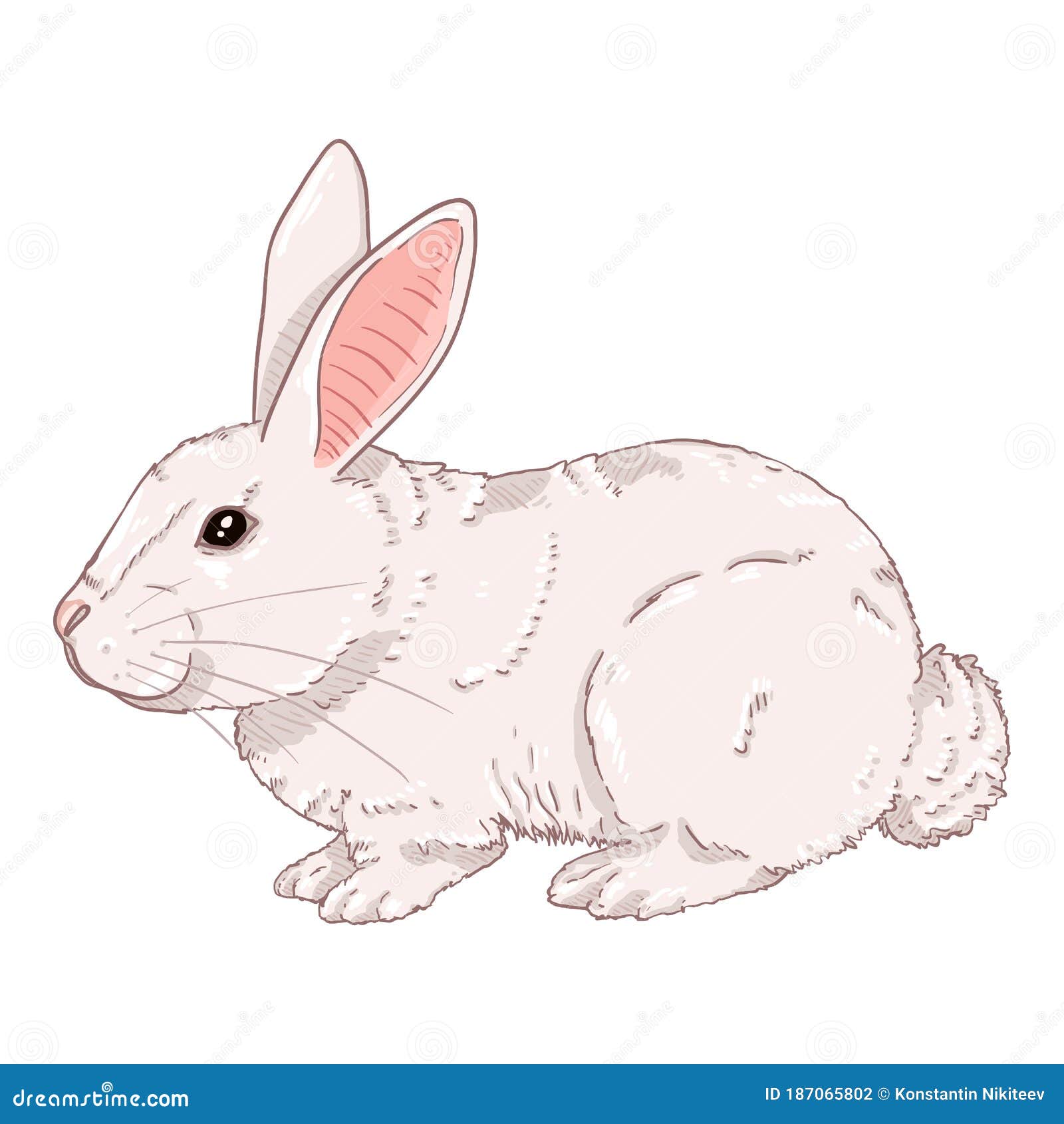 Vector Cartoon White Rabbit Stock Vector - Illustration of bunny ...