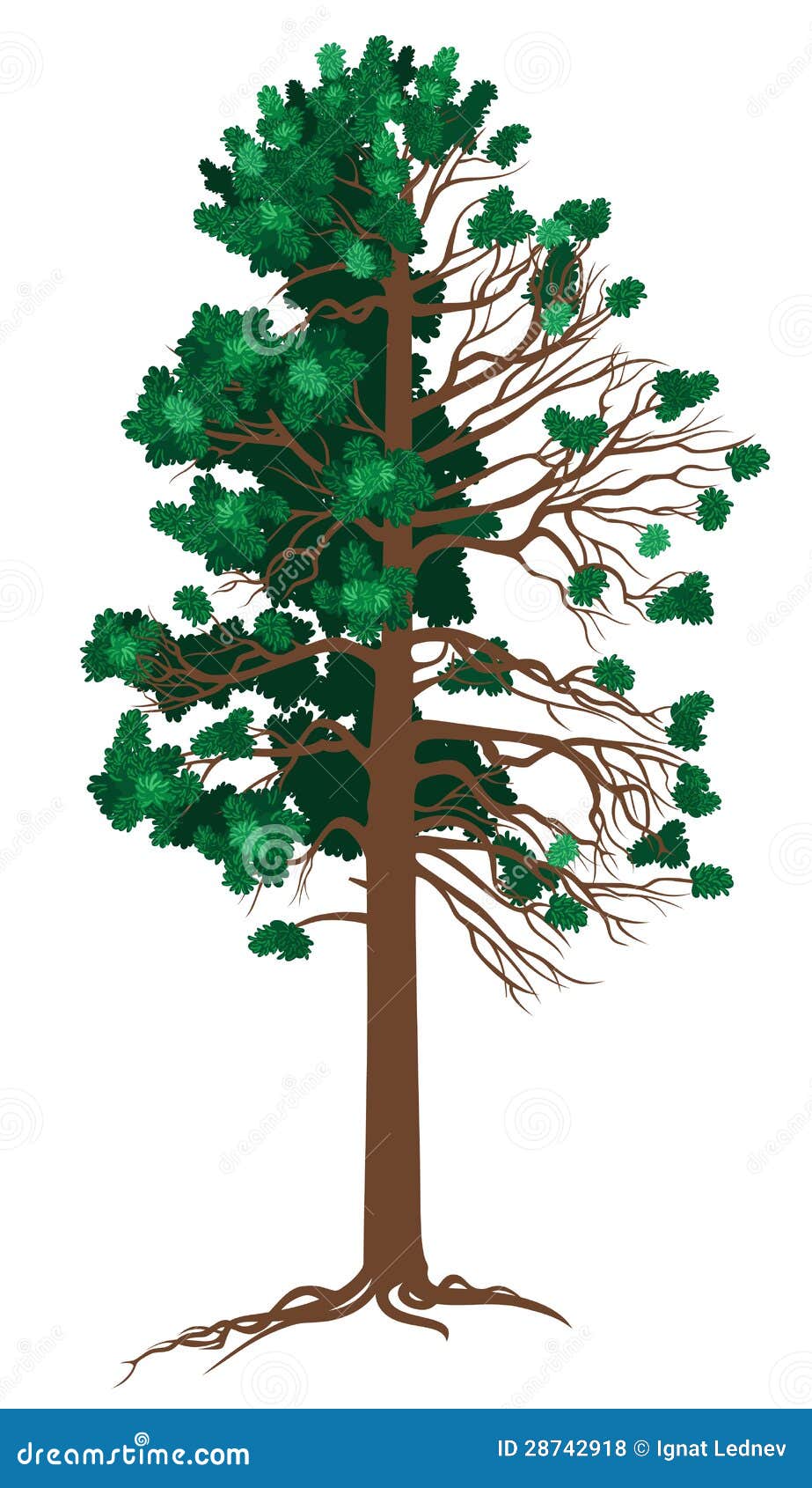 Vector Cedar stock vector. Illustration of lawn, drawing - 28742918