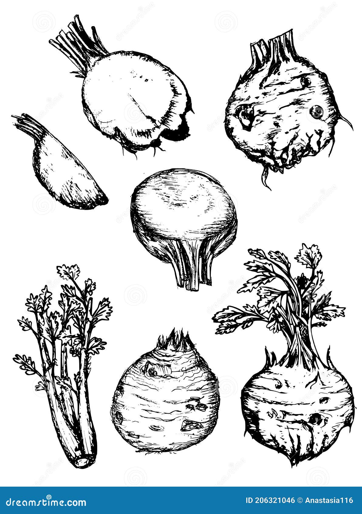 Celery Hand Drawn Vector Illustration Set Isolated Vegetable Engraved