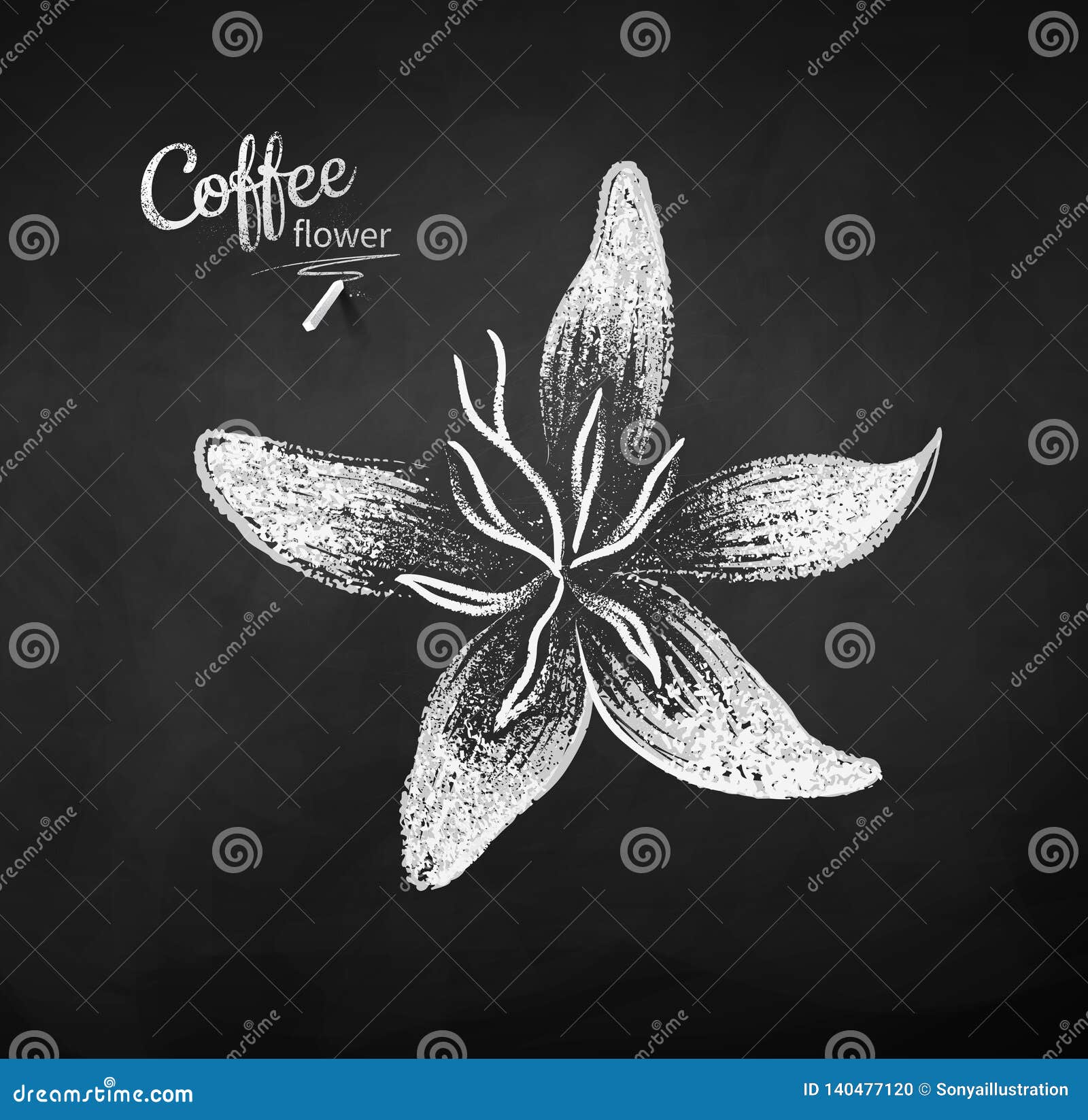 Coffee Flower And Leaf Drawing Illustration With Line Art On White ...