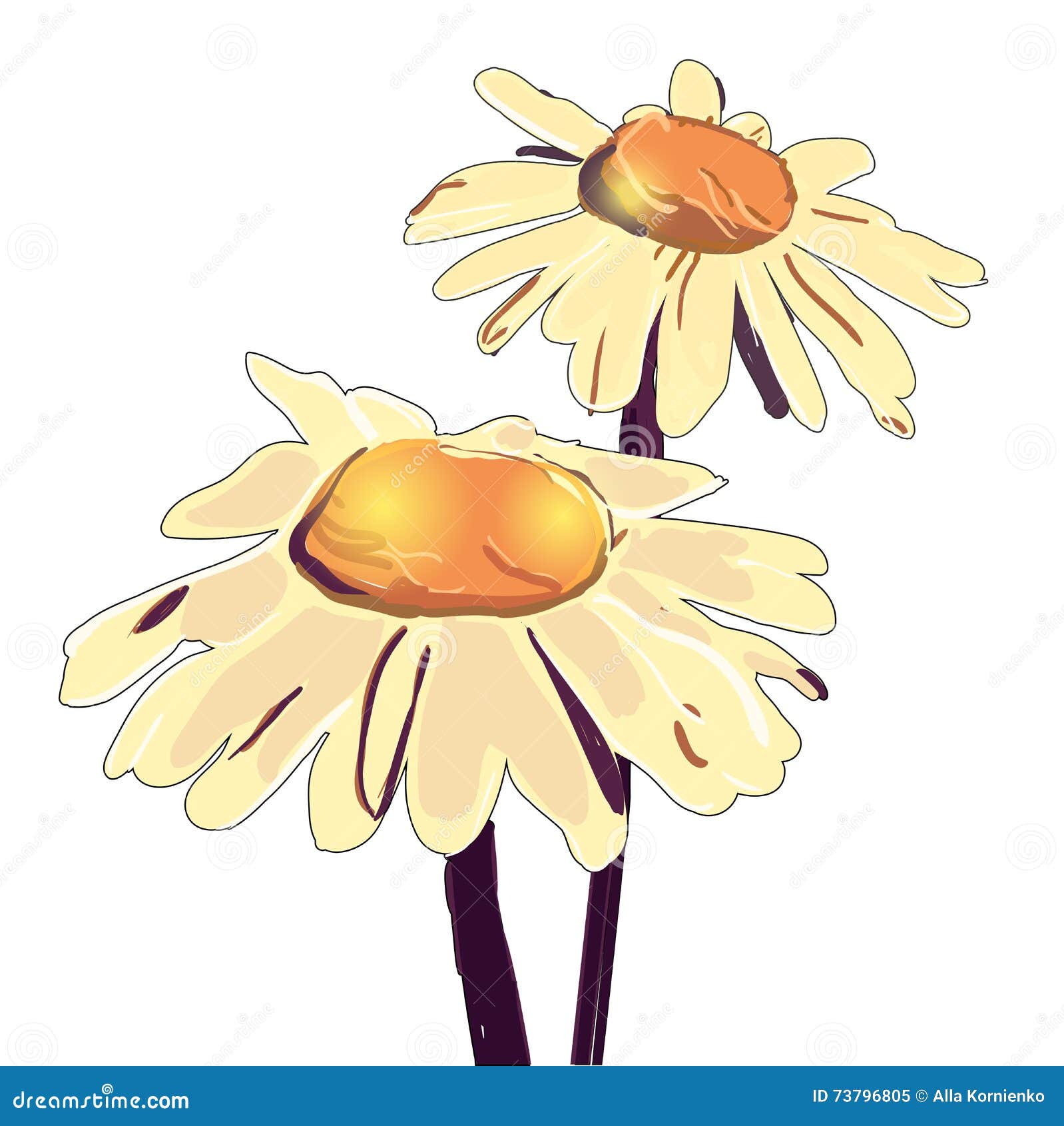 Vector Chamomile Illustration. Hand Drawn Chamomile Stock Illustration ...
