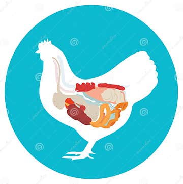 Vector Chicken Anatomy. Digestive System. Stock Illustration ...
