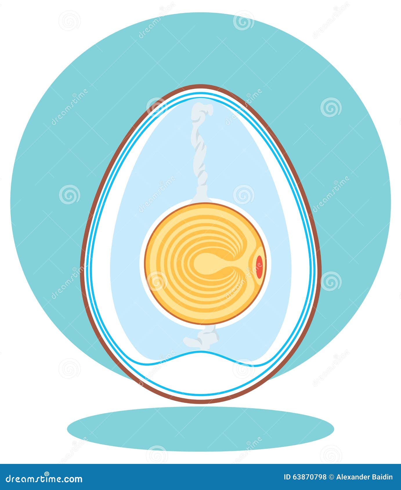 Vector Chicken Embryo. Egg. Stock Vector - Illustration of protein ...