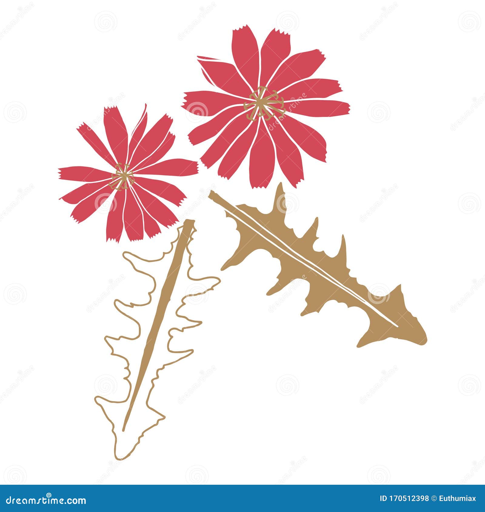 Vector Chicory Flower Illustration. Stock Vector - Illustration of ...