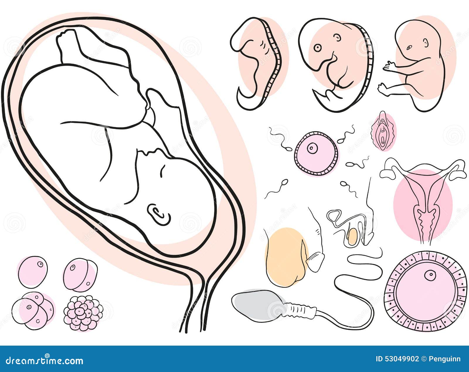 Vector Childbearing Collection Stock Vector - Illustration of pregnancy ...