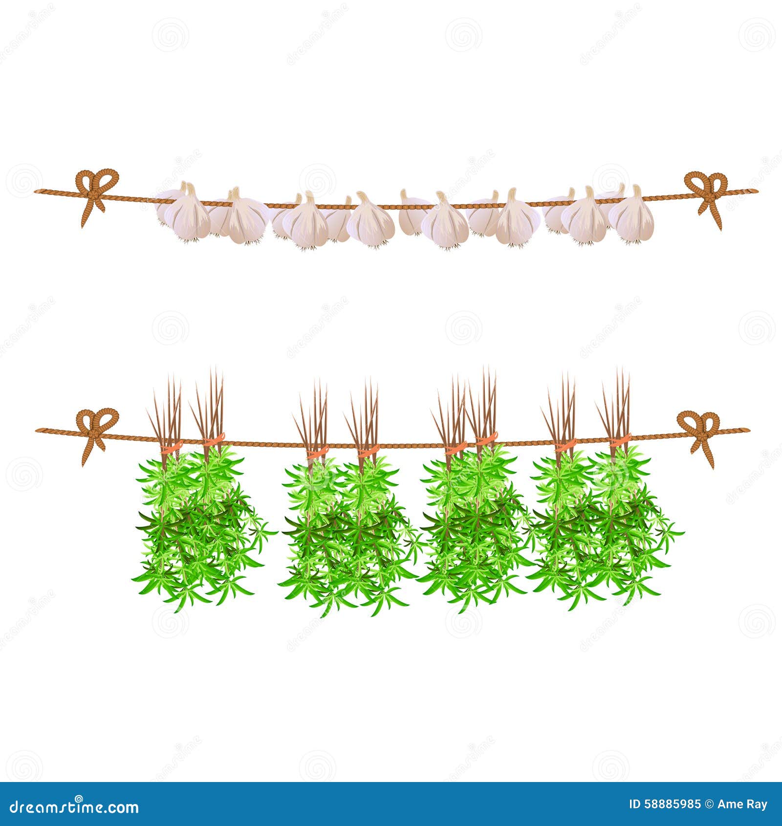 Vector Clipart. Garlic and Thyme Hanging on Rope (for Web Use) Stock ...