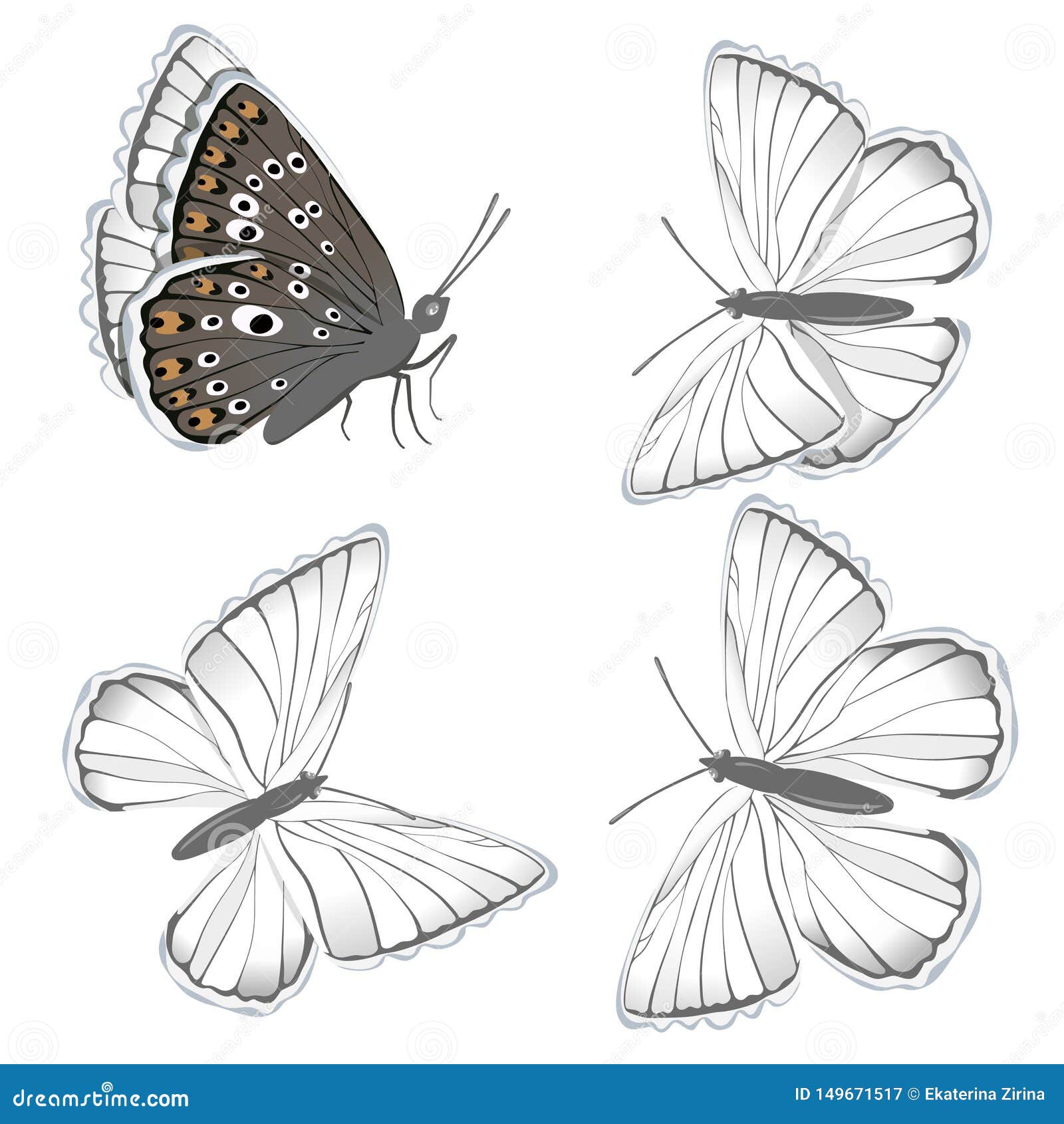 Set Of White Butterflies Lycaenidae Isolated On White Background ...