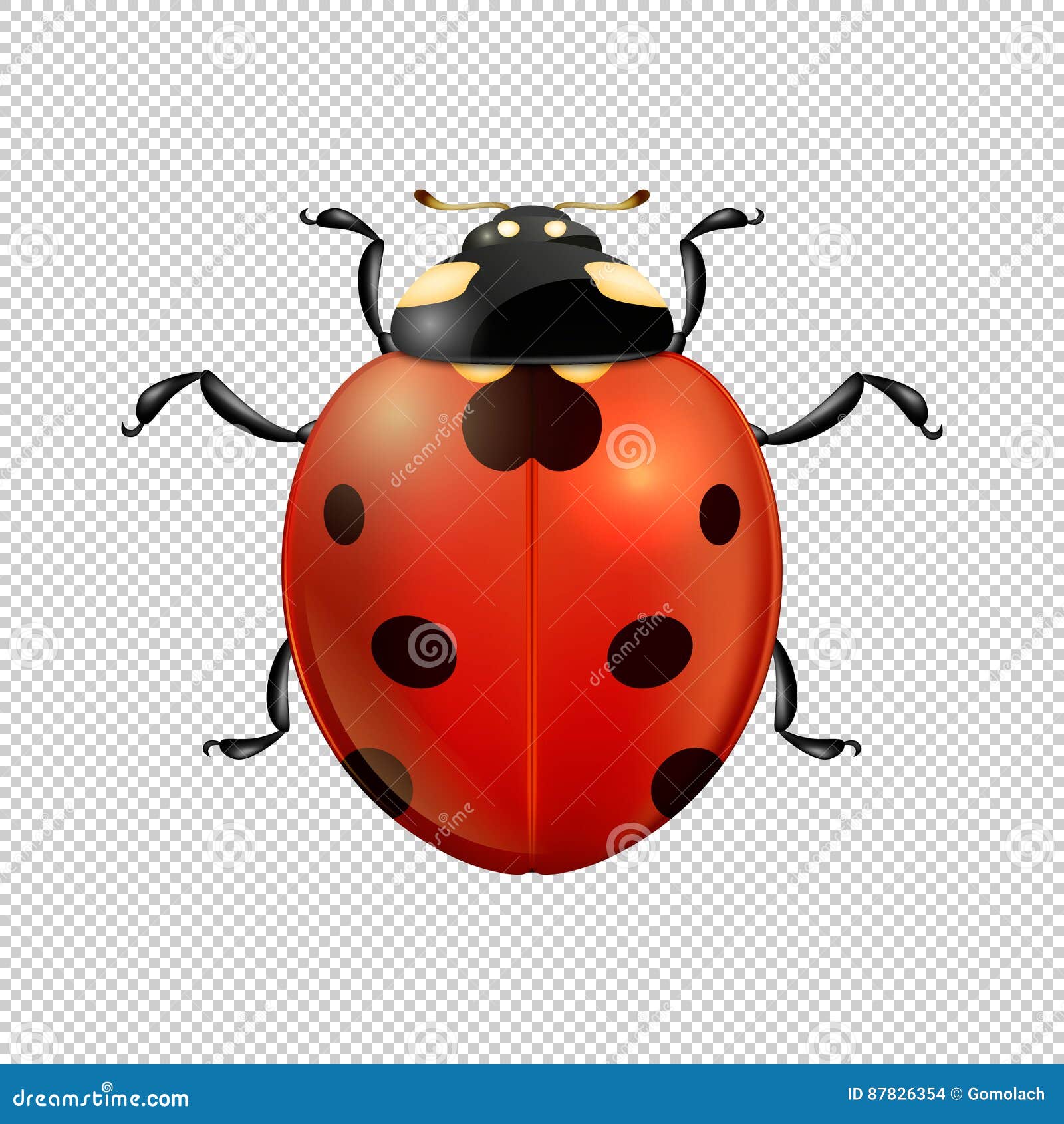 Realistic Ladybug Royalty-Free Stock Photography | CartoonDealer.com ...