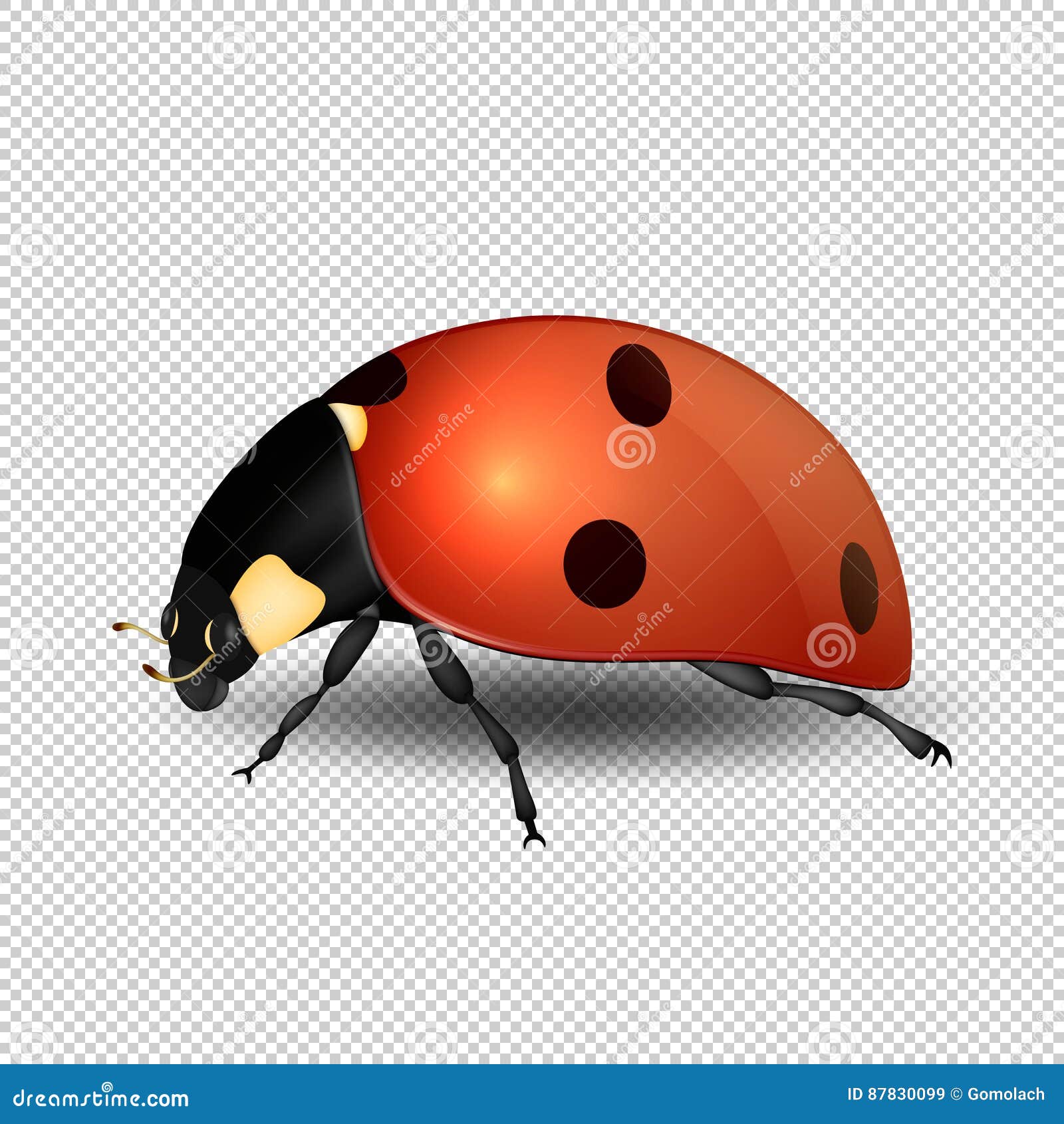 Realistic Ladybug On A White Background, Ladybird For Design And ...