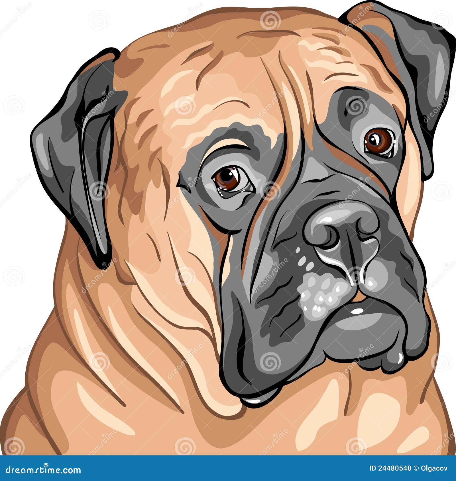 Vector Closeup Serious Bullmastiff Portrait Stock Vector - Illustration ...