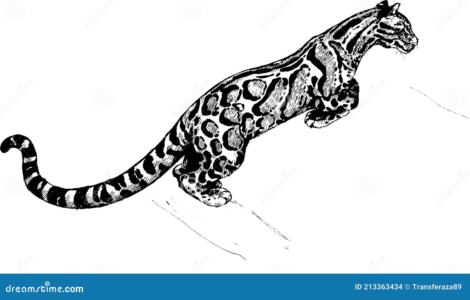 Vector Clouded Leopard Wild Cats Illustration Stock Vector ...