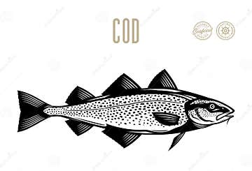Vector Cod Fish Illustration Stock Vector - Illustration of emblem ...
