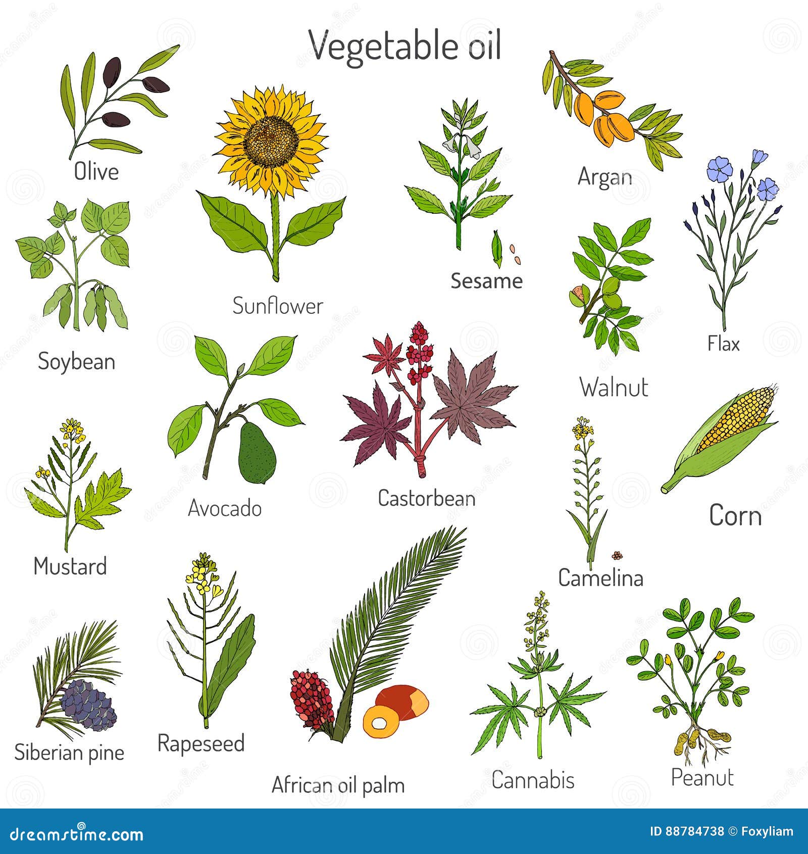 Vector Collection of Different Oil Plants Stock Vector - Illustration ...
