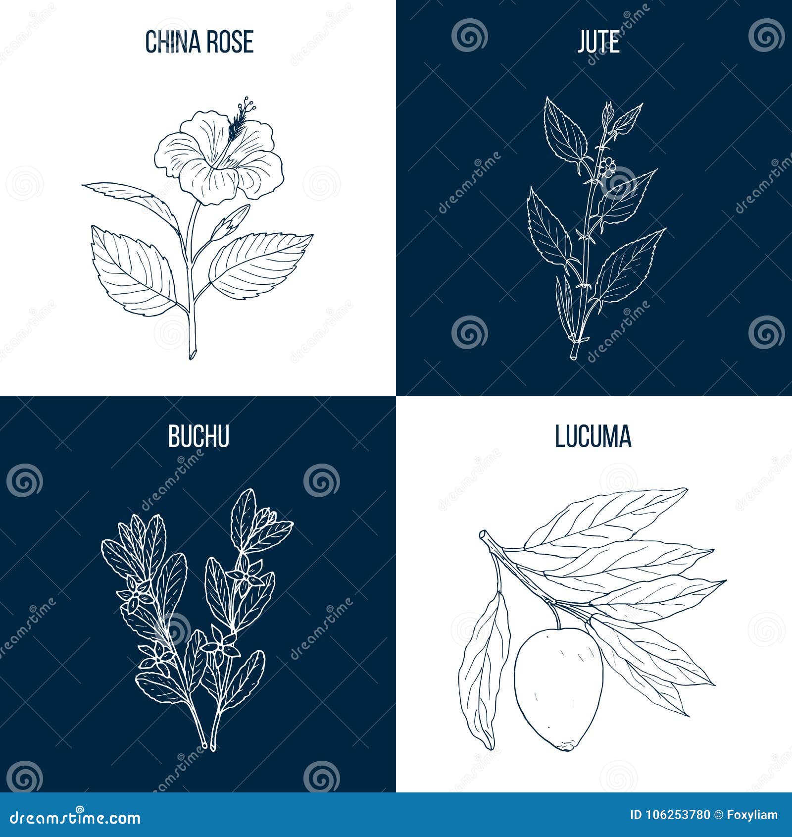 Vector Collection of Four Hand Drawn Medicinal Plants Stock Vector ...