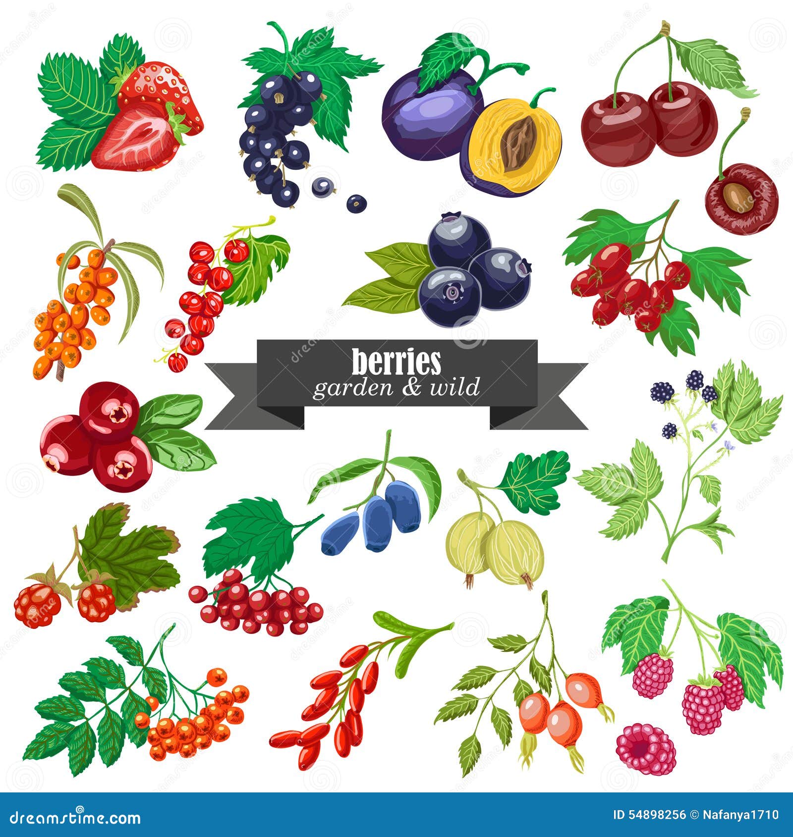 Vector Collection of Garden and Wild Berries Stock Illustration ...