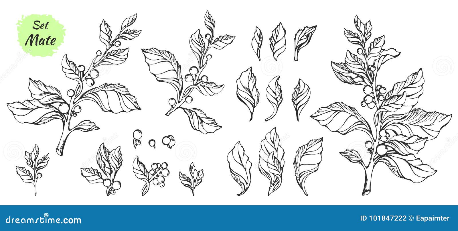 Vector Collection of Hand Drawn Mate Tree Illustration. Stock Vector ...