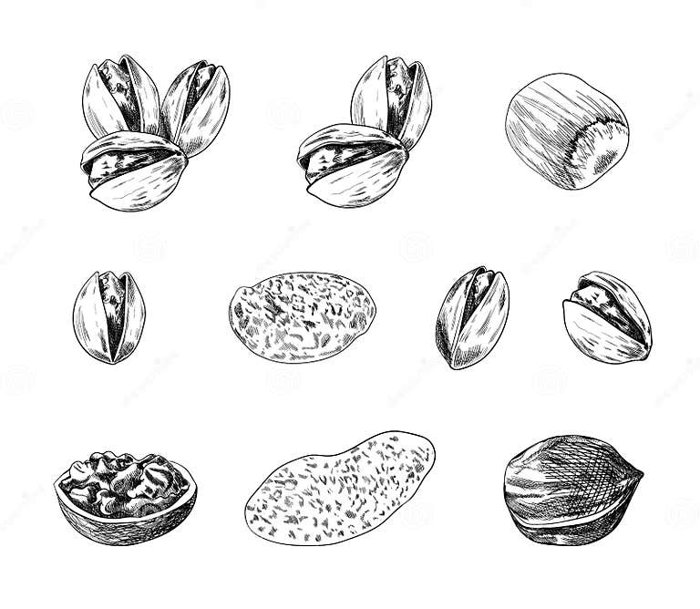 Vector Collection of Hand Drawn Nuts, Different Nuts, Sketch Style ...