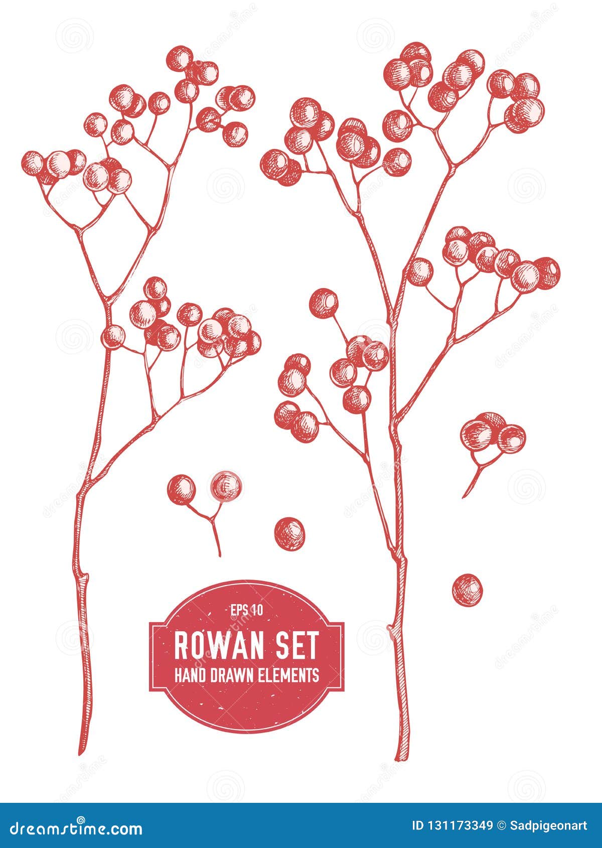 Vector Collection of Hand Drawn Rowans Stock Vector - Illustration of ...