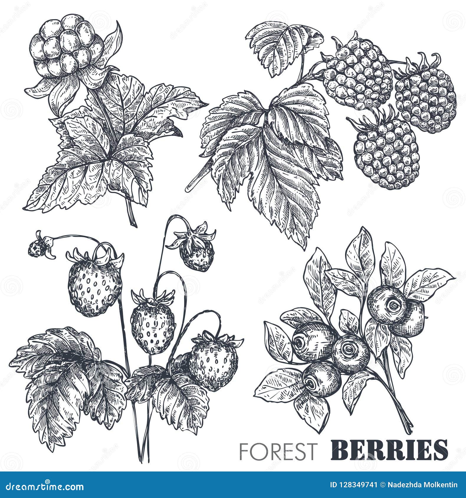 Vector Collection of Hand Drawn Sketched Berries Isolated on White ...