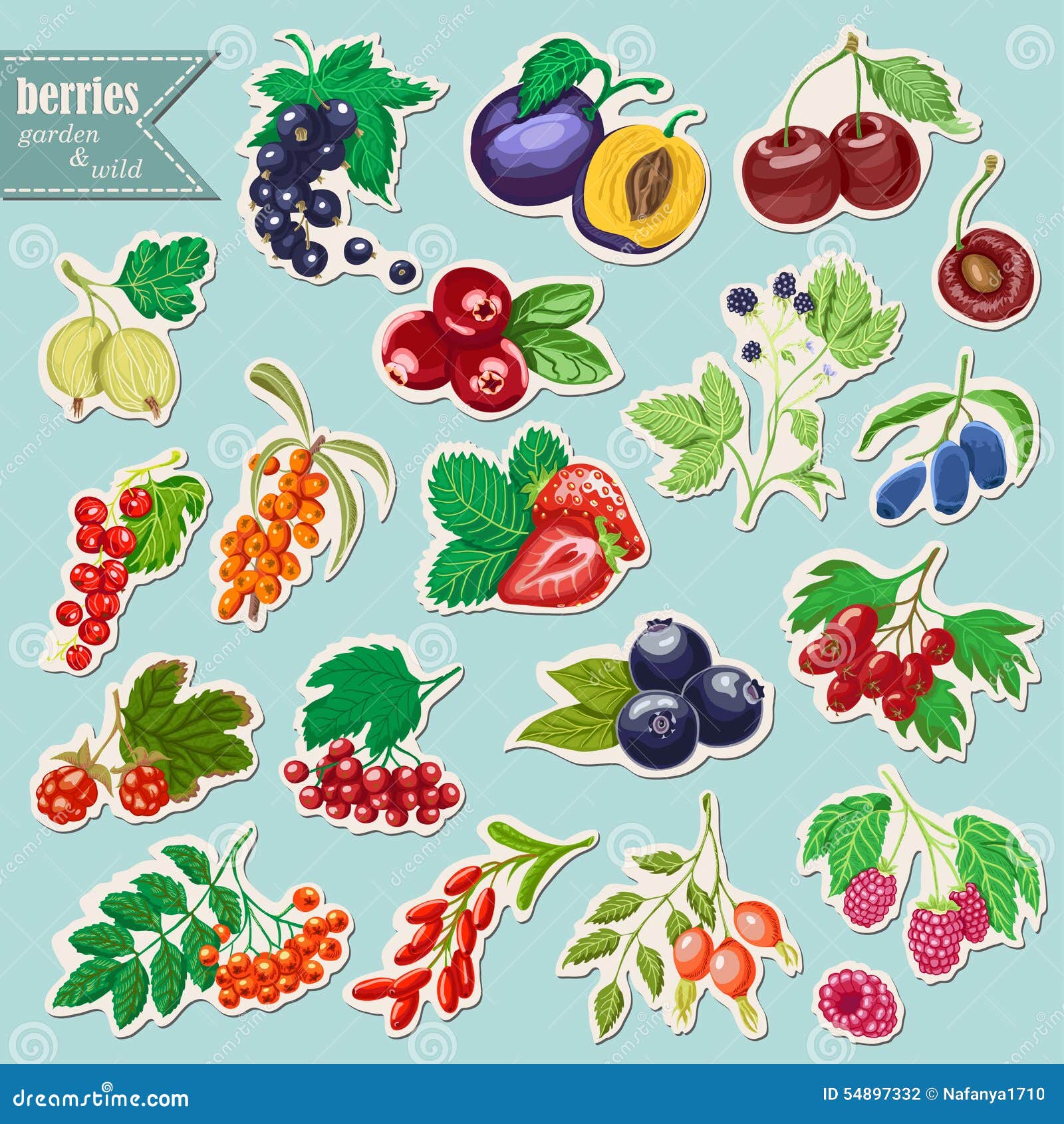 Vector Collection of Isolated Garden and Wild Berries. Sticker Elements ...