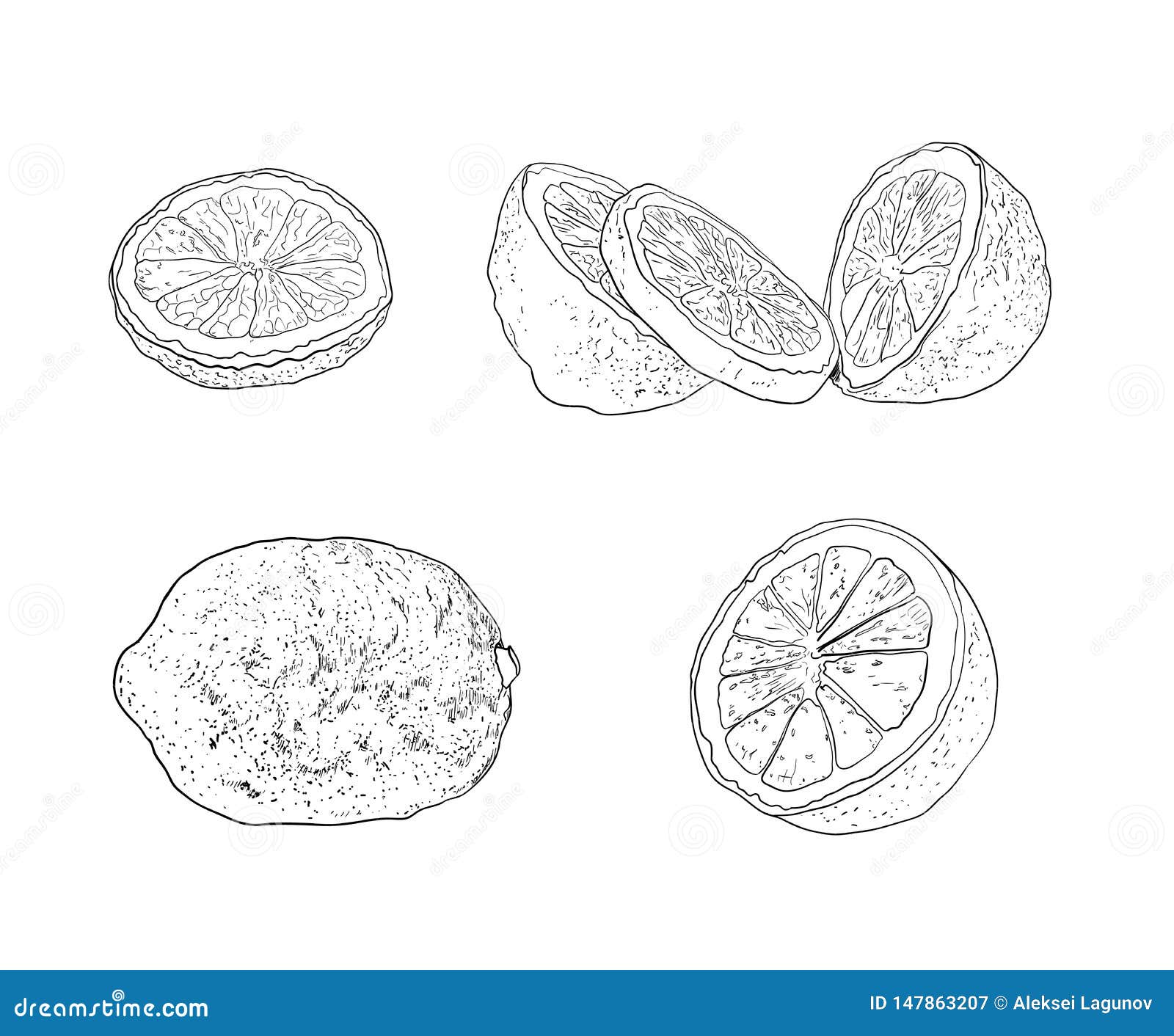 Vector Collection of Lemon Sketches, Different Citrus Drawings, Outline ... Vector Collection of Lemon Sketches, Different Citrus Drawings, Outline ...