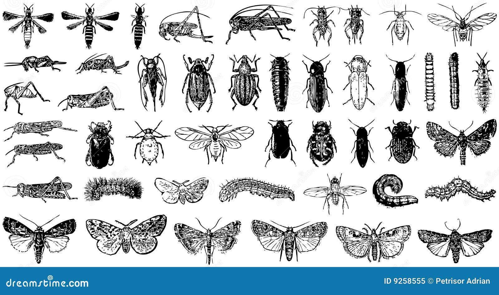Vector Collection of Mixed Insects Butterfly Stock Vector ...