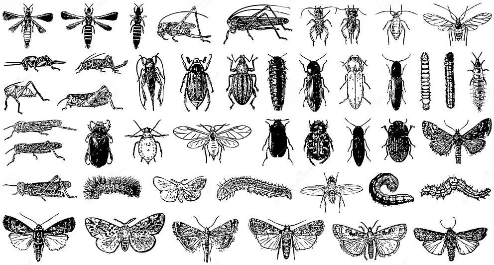 Vector Collection of Mixed Insects Butterfly Stock Vector ...