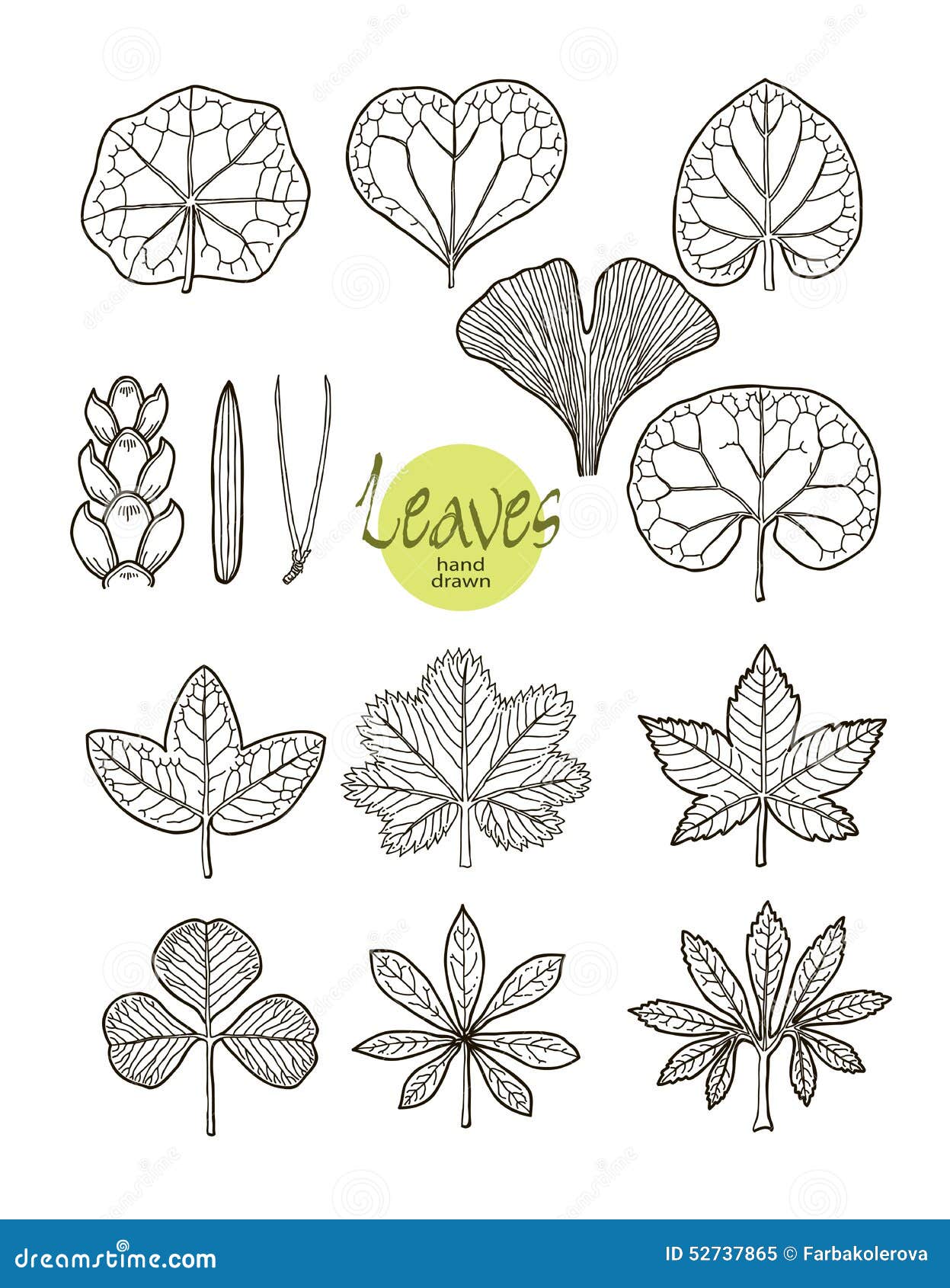 Vector Collection of Varieties of Leaf Shape Stock Vector ...