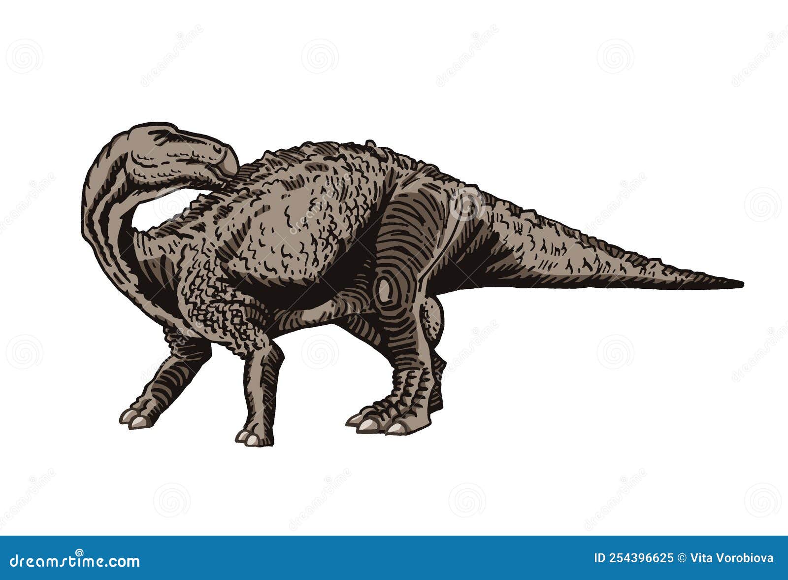 Vector Color Camarasaurus Isolated On White Background, Graphical ...
