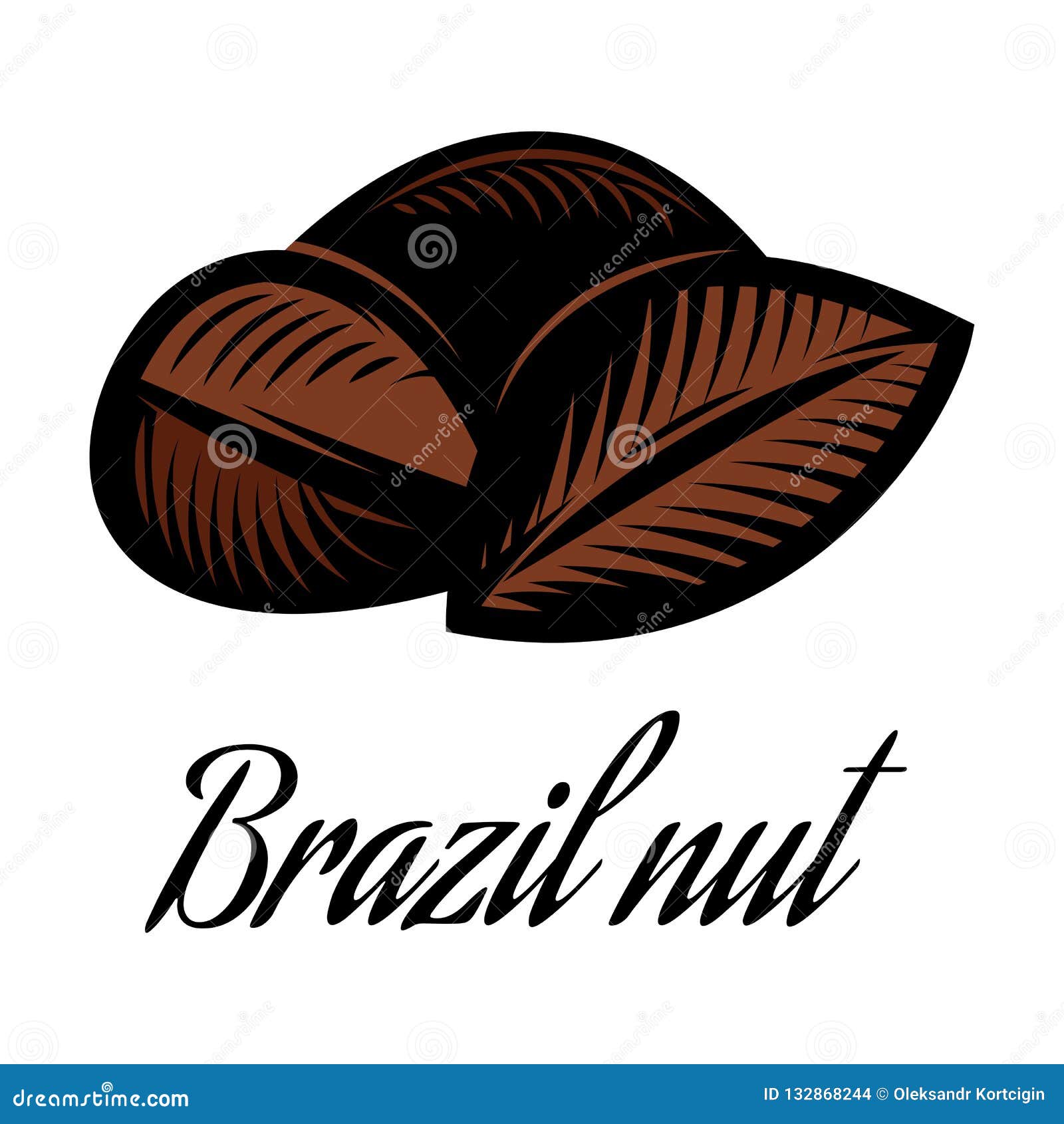 Vector Color Illustration of a Brazil Nut Stock Vector - Illustration ...