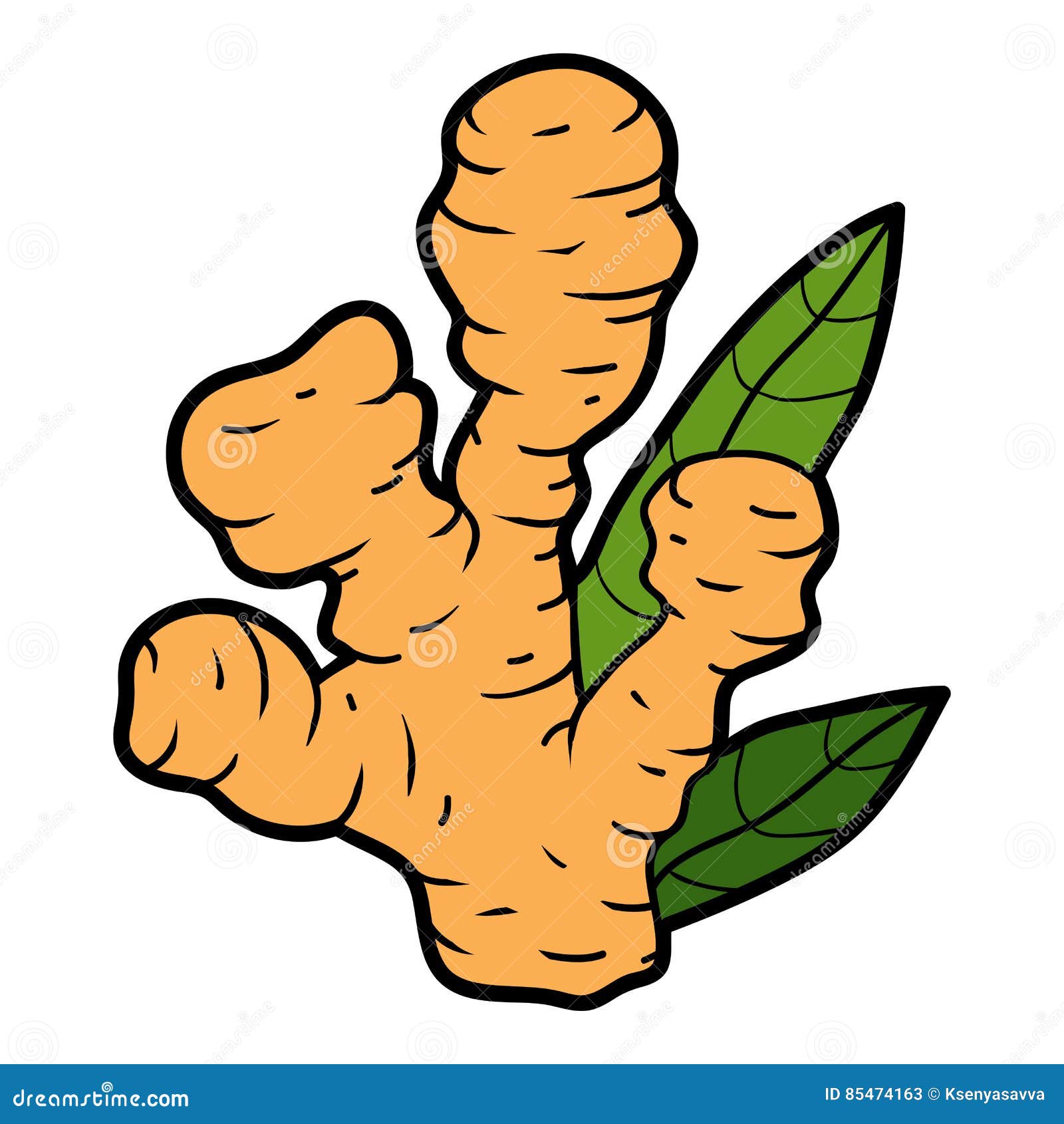 Vector Color Illustration, Vegetables, Ginger Stock Vector ...