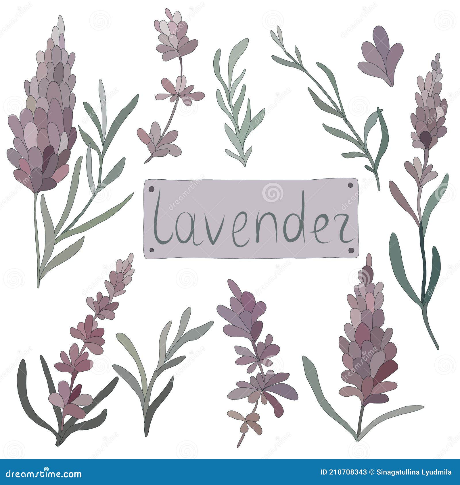 Vector Color Lavender Set Isolated on White Background Stock Vector ...