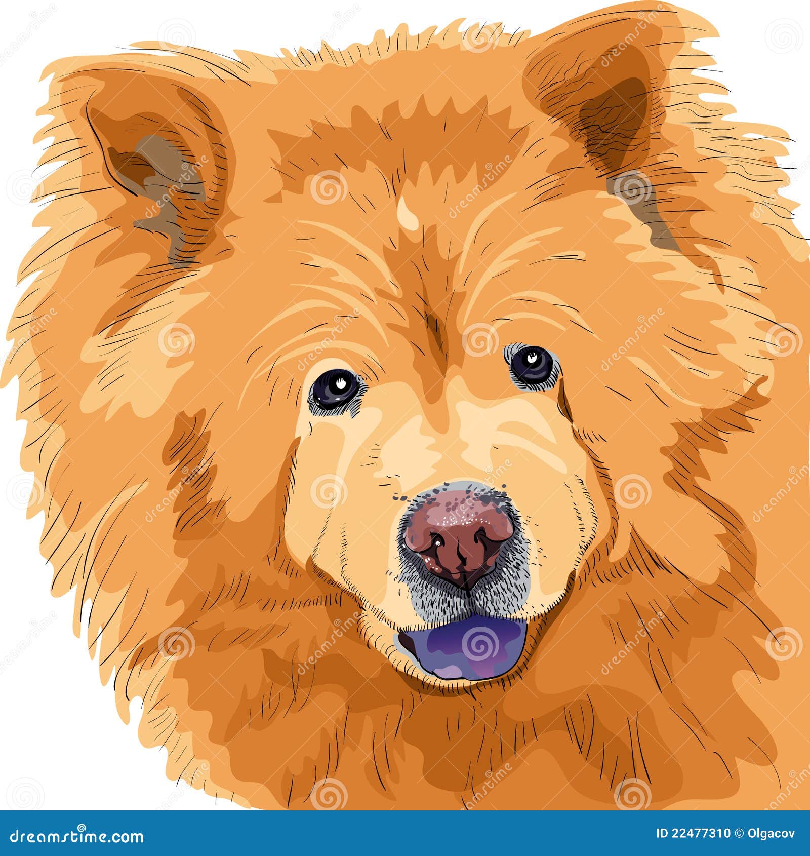 Vector Color Sketch Of A Dog Chow-chow Breed | CartoonDealer.com #22477310