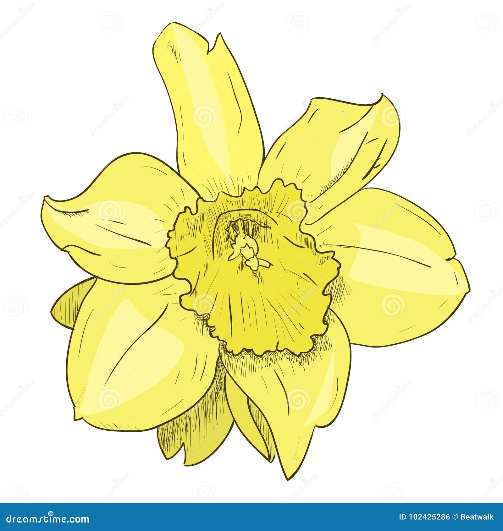 Vector Color Sketch of Yellow Flower Stock Vector - Illustration of ...