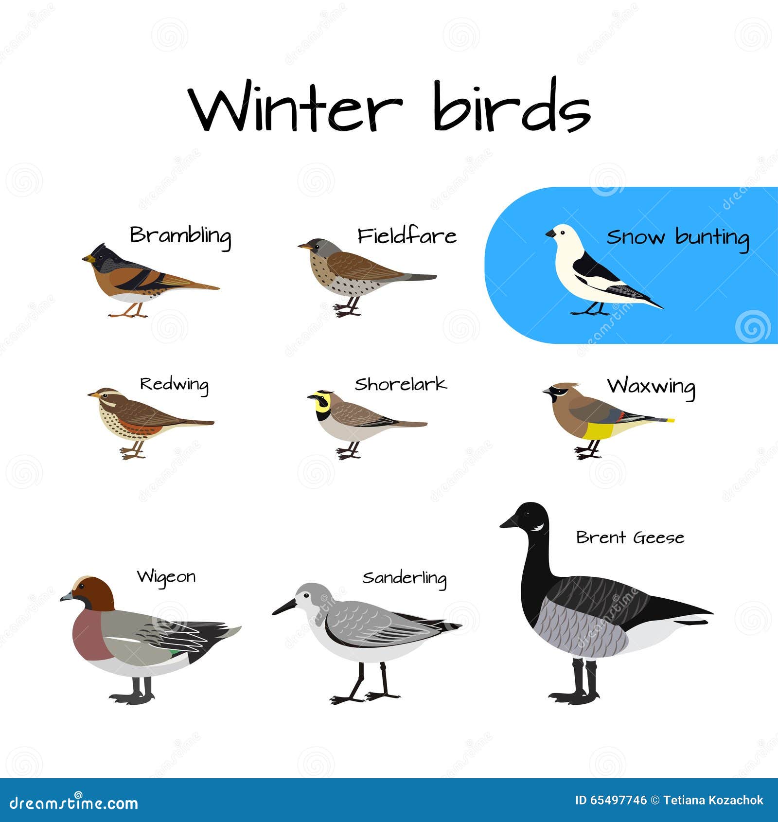 Fun Bird Icons Depicting Flight Movements And Styles Cartoon Vector ...