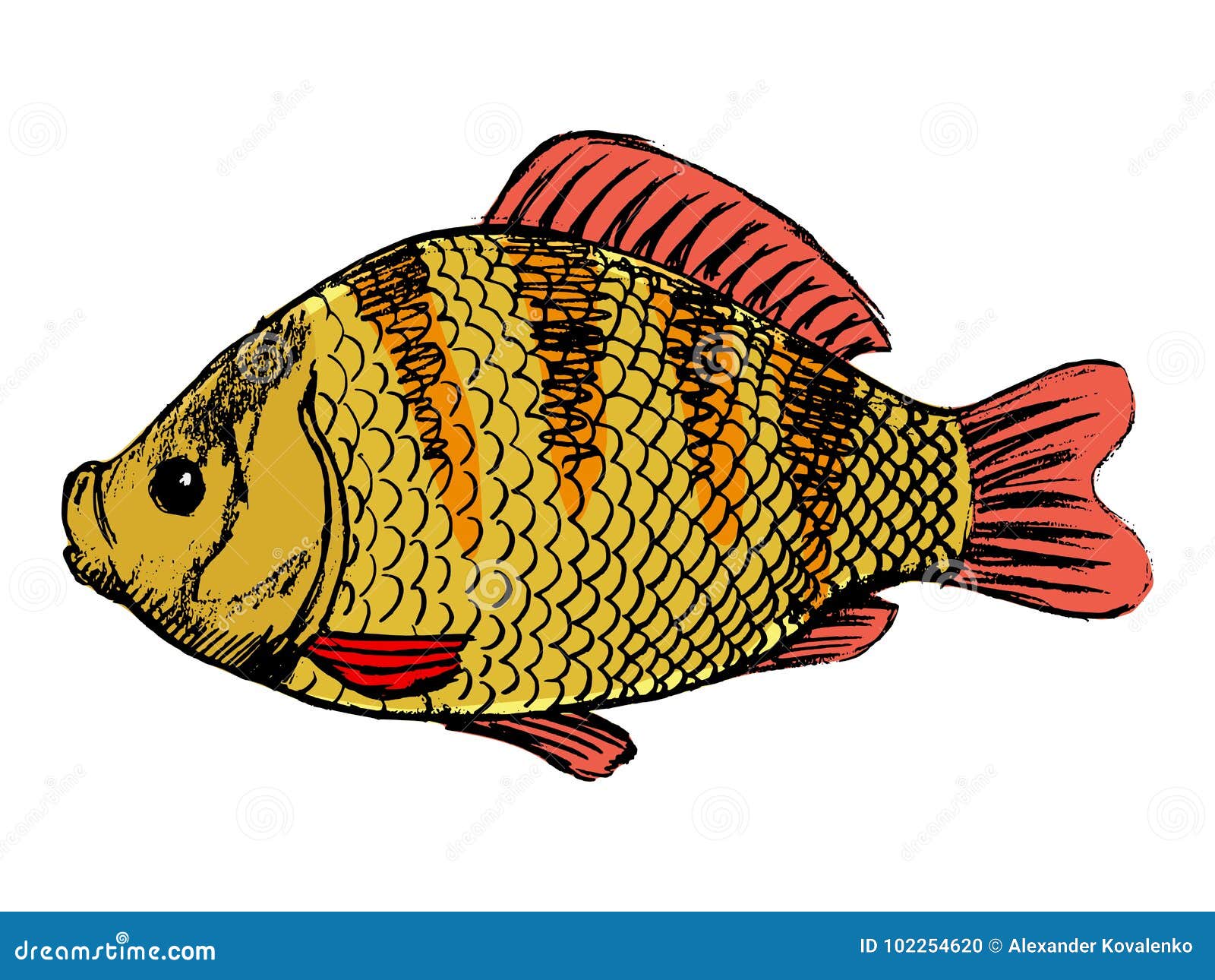 Crucian freshwater fish stock illustration. Illustration of freshwater ... Crucian freshwater fish stock illustration. Illustration of freshwater ...