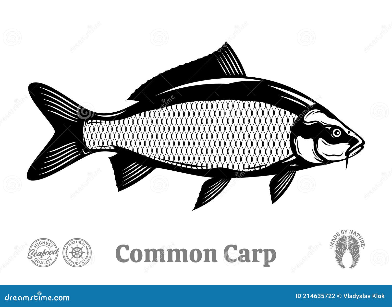 Common Carp Isolated On White Background. Fresh Raw Fish - Vector ...