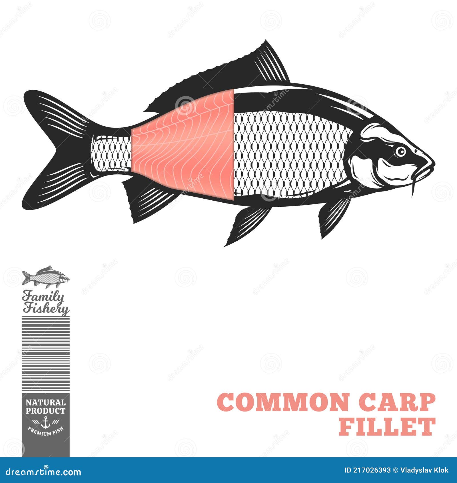Vector Common Carp Illustration Stock Vector - Illustration of ...