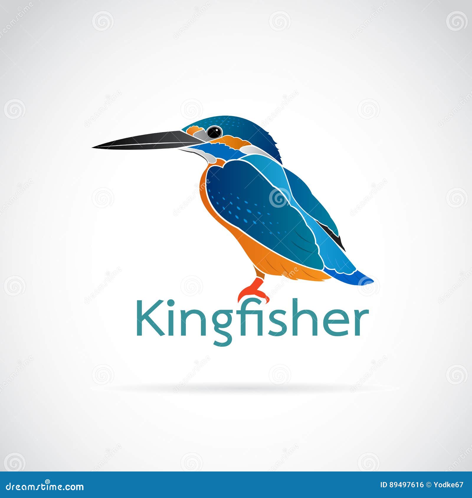Vector of Common Kingfisher Alcedo Atthis Stock Vector - Illustration ...