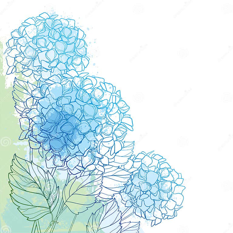 Vector Corner Bouquet Of Outline Hydrangea Or Hortensia Flower Bunch