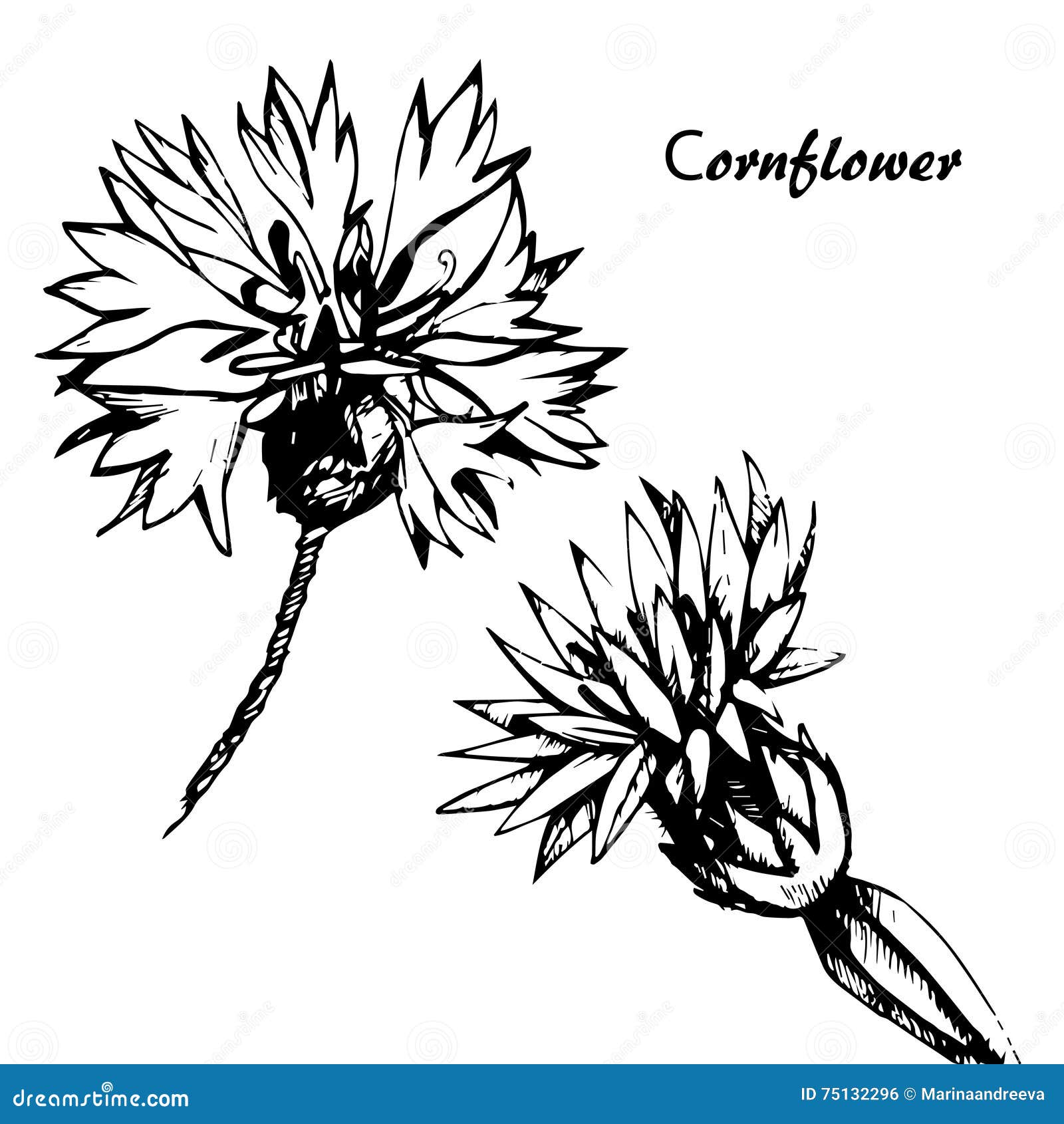 Blue Cornflower Drawing