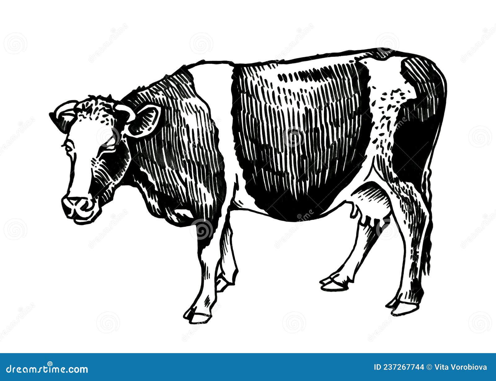 Vector Cow Standing ,isolated on White Illustration,farm Animal Stock ...