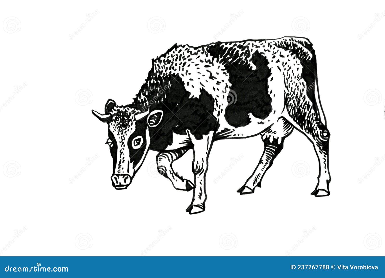 Vector Cow Standing ,isolated on White Illustration,farm Animal Stock ...