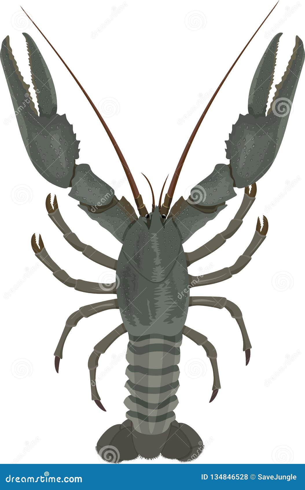Vector Crayfish Isolated Illustration Stock Vector - Illustration of ...