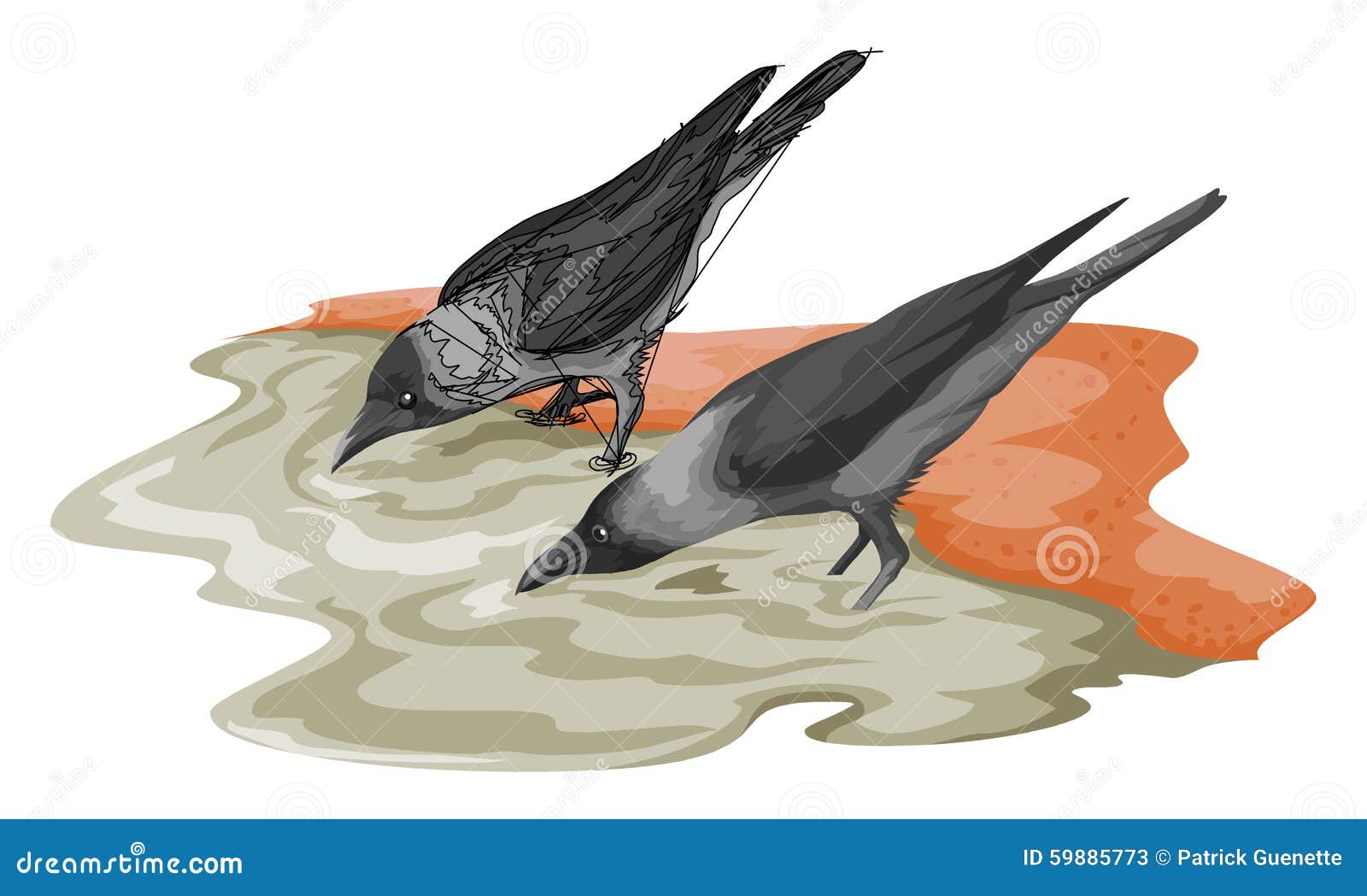 Vector of Crow Drinking Water. Stock Vector - Illustration of color ...